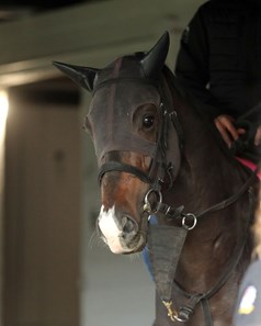 Wonder Dean (JPN) - Horse Profile - BloodHorse