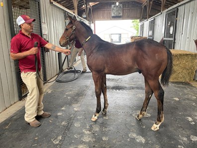 Commandment - Horse Profile - BloodHorse