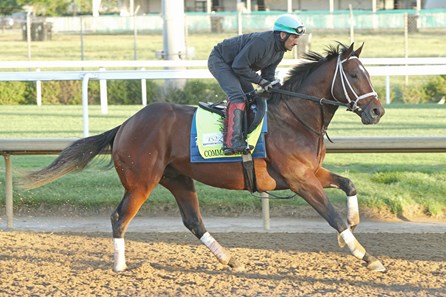 Commandment - Horse Profile - BloodHorse