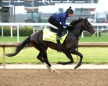 Wonder Dean (JPN) - Horse Profile - BloodHorse