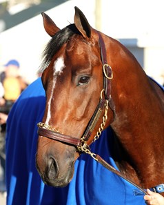 Commandment - Horse Profile - BloodHorse