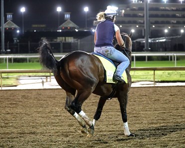 Commandment - Horse Profile - BloodHorse