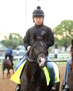 Wonder Dean (JPN) - Horse Profile - BloodHorse