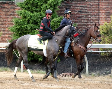 Pavlovian - Horse Profile - BloodHorse