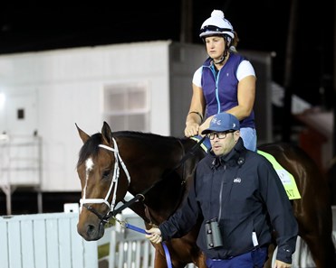 Commandment - Horse Profile - BloodHorse