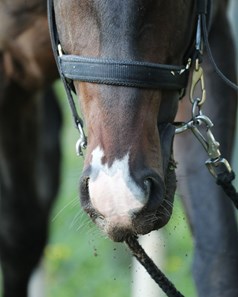 Wonder Dean (JPN) - Horse Profile - BloodHorse