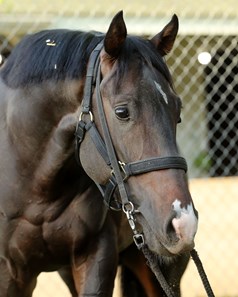 Wonder Dean (JPN) - Horse Profile - BloodHorse