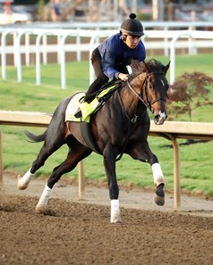 Wonder Dean (JPN) - Horse Profile - BloodHorse