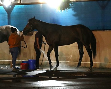 Commandment - Horse Profile - BloodHorse