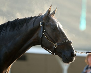 Pavlovian - Horse Profile - BloodHorse