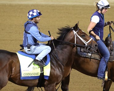 Commandment - Horse Profile - BloodHorse