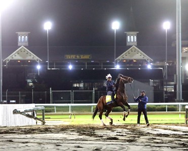 Commandment - Horse Profile - BloodHorse