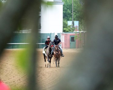 Pavlovian - Horse Profile - BloodHorse