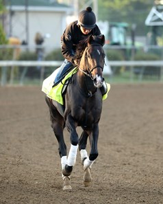 Wonder Dean (JPN) - Horse Profile - BloodHorse