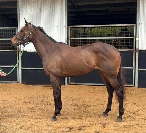 Flying Fizz Tops Inglis Digital Australia April Sale - BloodHorse