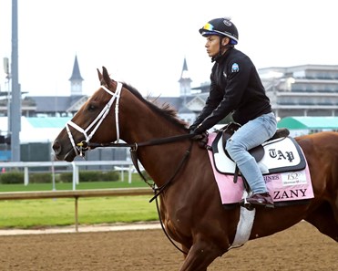 Zany - Horse Profile - BloodHorse