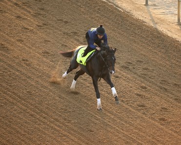 Wonder Dean (JPN) - Horse Profile - BloodHorse