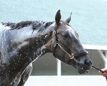Pavlovian - Horse Profile - BloodHorse
