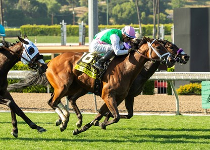 Marjoram - Horse Profile - BloodHorse