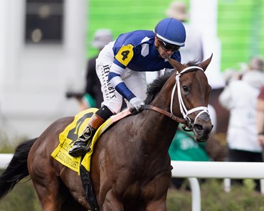 Stark Contrast - Horse Profile - BloodHorse