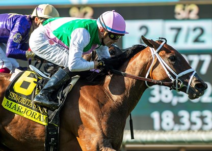 Marjoram - Horse Profile - BloodHorse