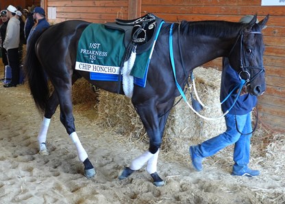 Chip Honcho - Horse Profile - BloodHorse
