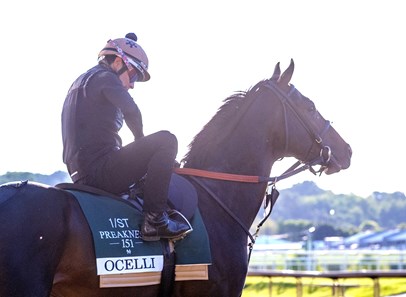 Ocelli - Horse Profile - BloodHorse