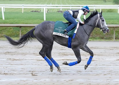 Great White - Horse Profile - BloodHorse