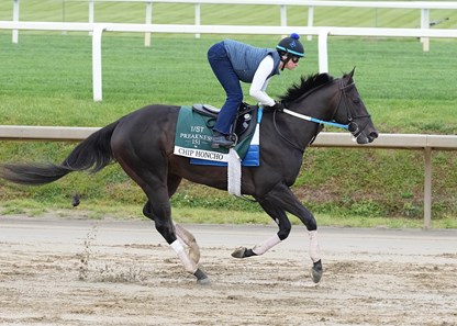 Chip Honcho - Horse Profile - BloodHorse
