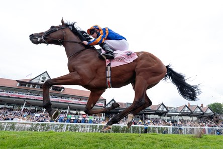 Constitution River (FR) - Horse Profile - BloodHorse