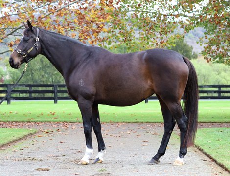 La Mexicana Tops Inglis Digital Australia June Sale - BloodHorse