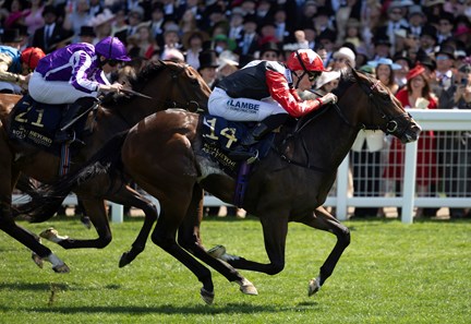 Libertango (IRE) - Horse Profile - BloodHorse