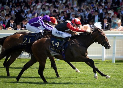 Libertango (IRE) - Horse Profile - BloodHorse